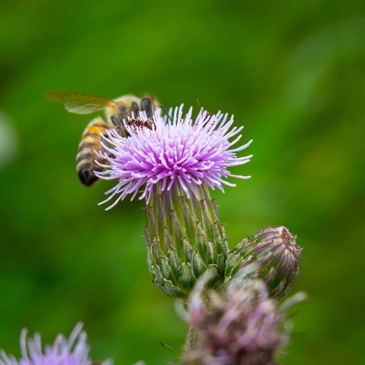 Why The Thistle Is More Than A "Weed"