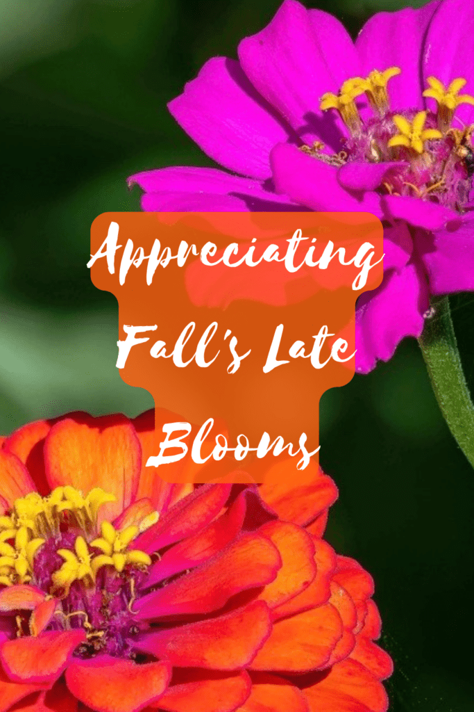 Appreciating Late-Blooming Fall Flowers | Why These Blooms Are Worth A ...